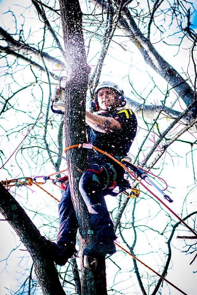 About Us | Nelson Tree Specialists